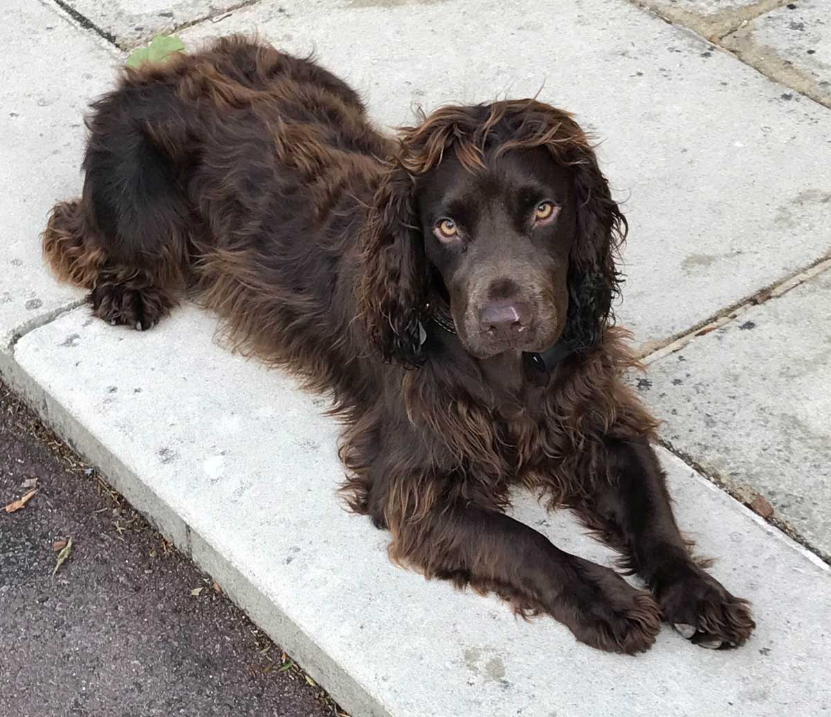 Chocolate Cocker spaniel Portrait - Pet artist Lorraine Gray