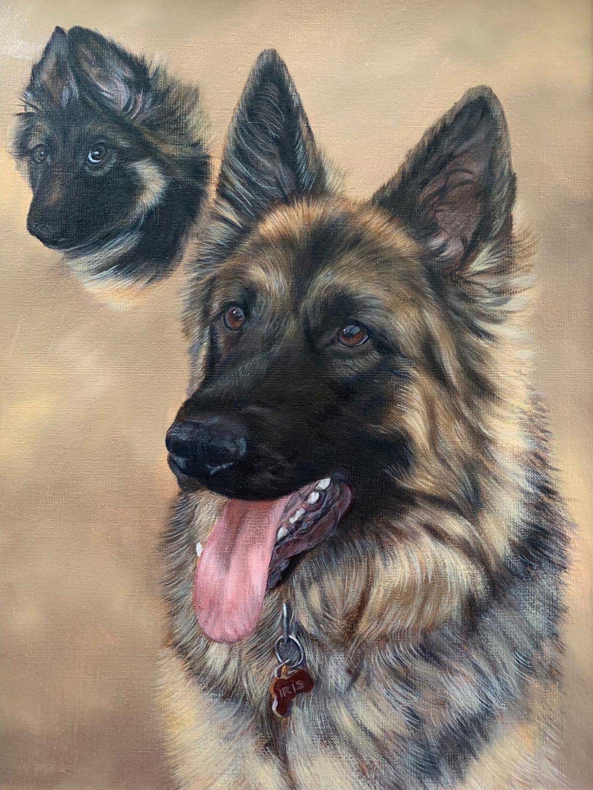 German Shepherd Portrait in Oils