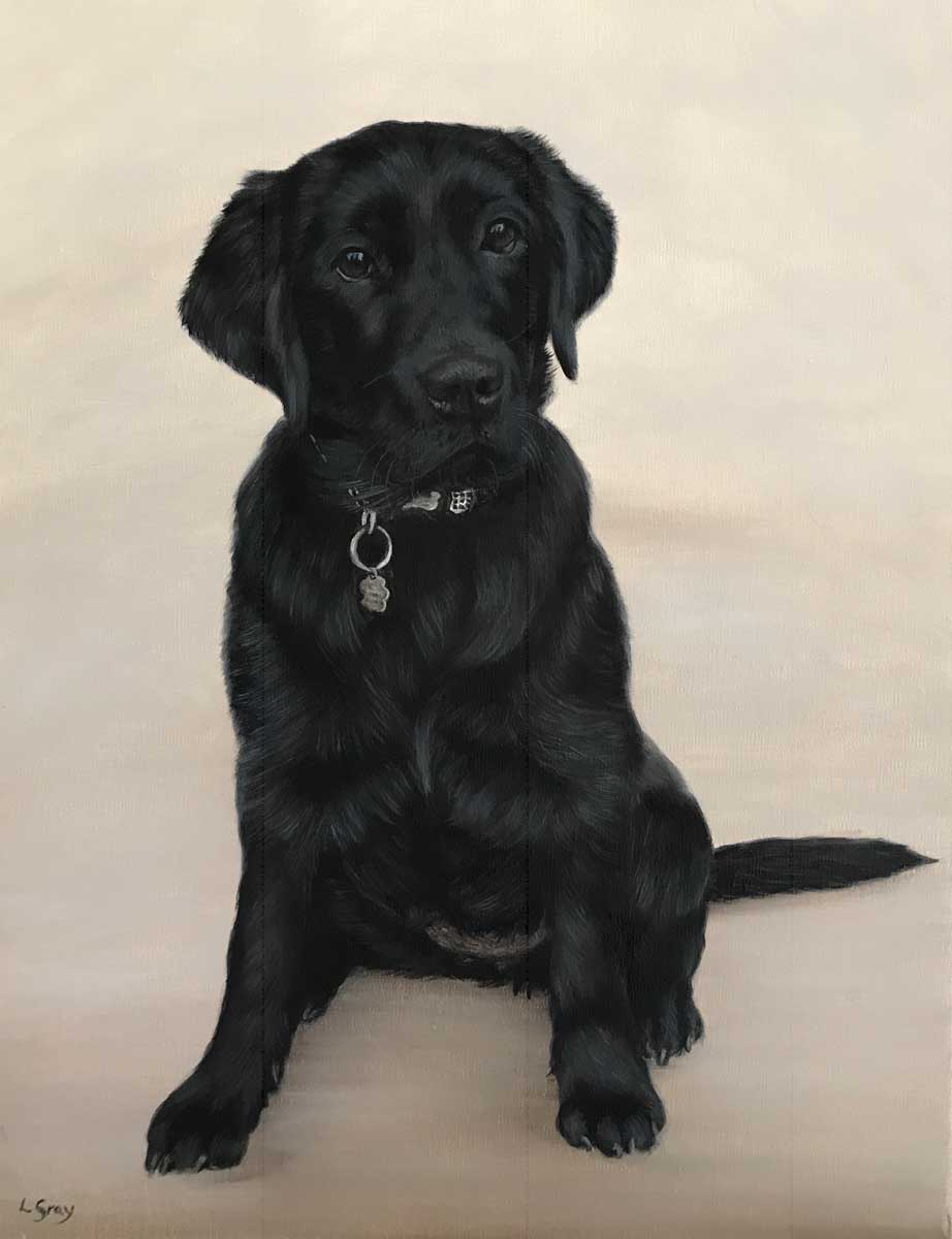 Black Labrador Portraits | Lorraine Gray Pet Portraits